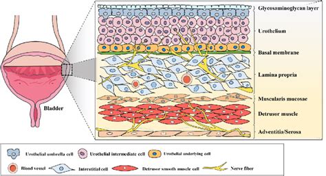 The Urothelium And Suburothelial Tissues The Urothelium Is A Stratified