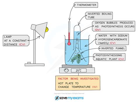 Investigating The Rate Of Photosynthesis Cie Igcse Biology Revision Notes 2023