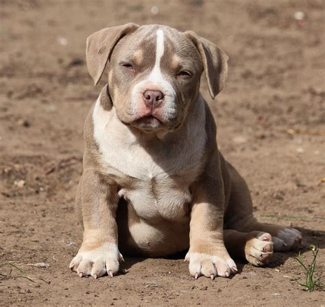 American Bully Breed 101 Temperament ⋆ Pictures ⋆ Guide ⋆