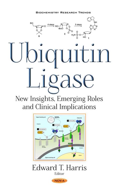 Ubiquitin Ligase New Insights Emerging Roles And Clinical