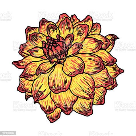 달리아 꽃 데이지 국화 그리고 백 일초 관련된 종 포함 됩니다 잉크 꽃 예술입니다 결혼식 훈장 발렌타인의 날 어머니의 날 판매 및 기타 이벤트에 대 한 꽃 머리 벡터입니다