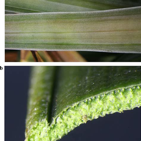 A And B The Piping Leaf Margin Typically Exhibits A Thin White Border