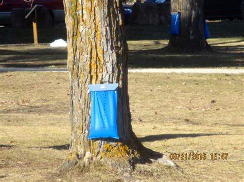 Arts Bayfield Almanac Sugar Maple Sap Is Running