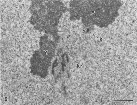 Figure 1 From Nonrandom Chromosome Segregation In Neocurtilla Gryllotalpa Hexadactyla An