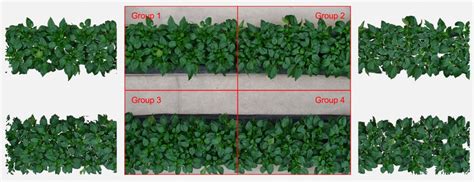 Image Grouping Scheme And Image Separation Effect Of Pepper In The Download Scientific Diagram