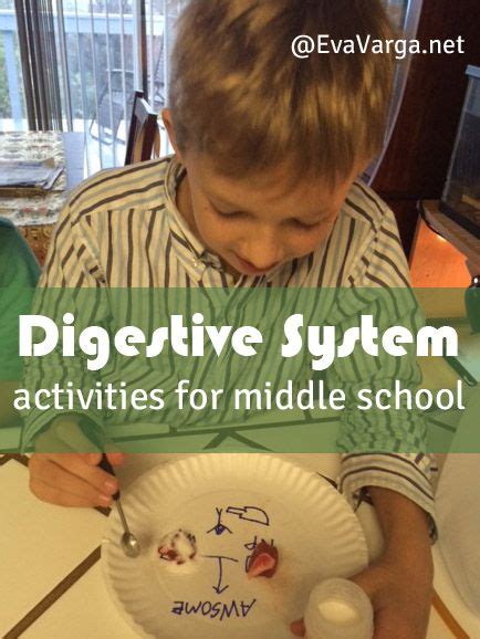 A Trip Through The Digestive System Apologia A P Artofit