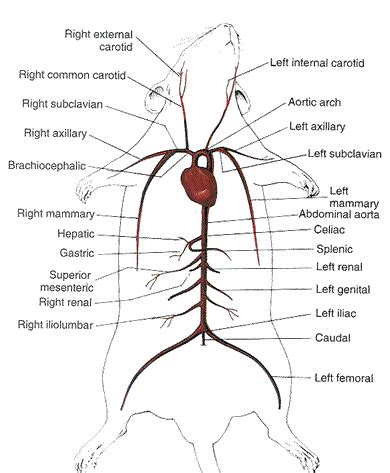 Rat Dissction Circulatory System