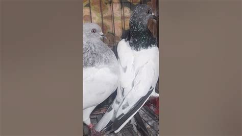 সবুজ গলা কবুতর Youtube