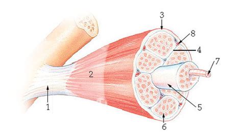 Diagram Of Tendon Diagram Quizlet