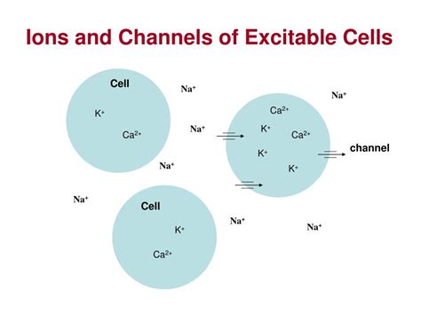 Ppt Efficient Modeling Of Excitable Cells Using Hybrid Automata Radu Grosu Suny At Stony Brook