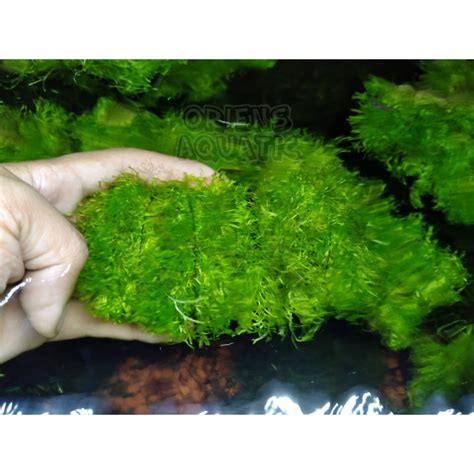Jual Tanaman Aquascape Moss Riccia Ricia Fluitans Media Pakis