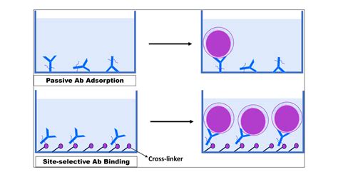 Surface Modification Of Polystyrene With Boronic Acid For
