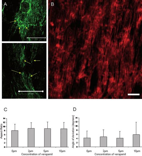 Contact Guidance In Cardiomyocytes Cells Were Cultivated Under