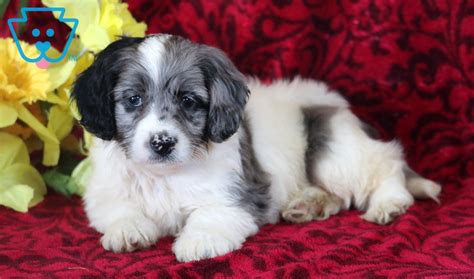 Bones Cockapoo Puppy For Sale Keystone Puppies