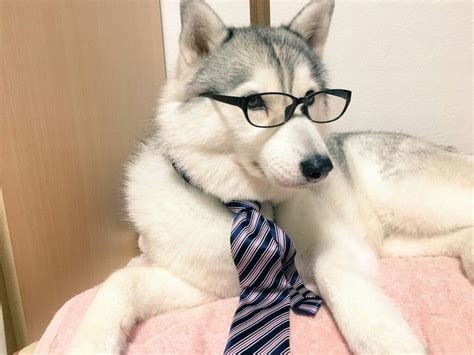Cool Husky Dog With Glasses And Tie 生き物 猫 動物