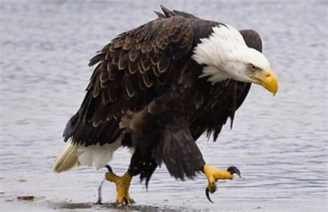 Create Meme Eagle Bald Eagle Bird Eagle Pictures Meme