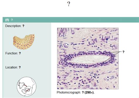 Lesson 2 Stratified Cuboidal Epithelium Diagram Quizlet