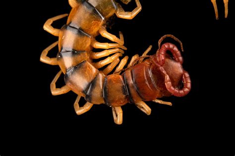 Centipede