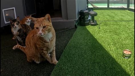 새로운 잔디는 밟지 않겠다는 고양이들 Youtube
