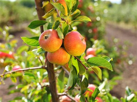 Fruit Trees How To Grow At Francine Rice Blog