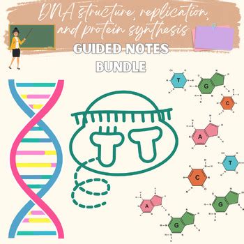 DNA And Protein Synthesis GUIDED NOTES BUNDLE By The Biology Chick