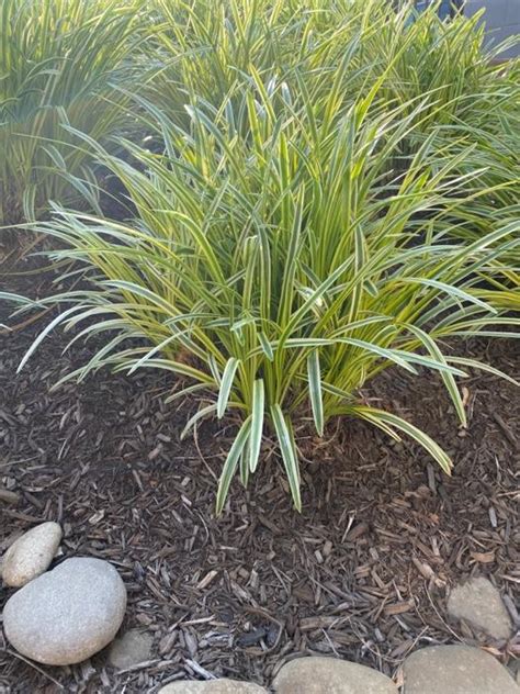 Solved Include A Photo Of The Plant Identify The Plant