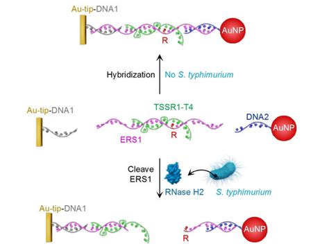 Salmonella Detection Simple Colorimetric Sensor Rapidly Detects Food Contamination Using A