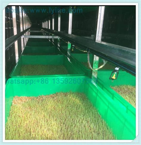 Mung Bean Sprout Growing Machine Lydm 2000 Lyine China