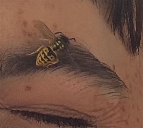 Help What Is This Bug Located In Northeastern United States R Whatisthisbug