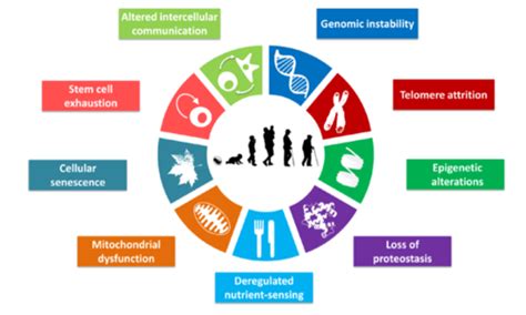 Physiology Of Ageing Flashcards Quizlet