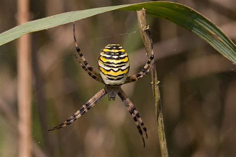 Wasp Spider Garden Wasp Spider Close Up Photo Background And Picture