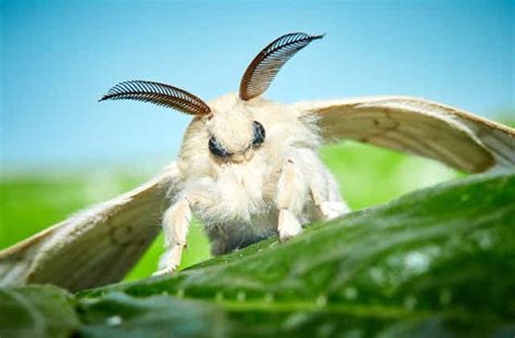 Unveiling The Enigmatic World Of Moths From Ancient Pollinators To Whistling Wonders