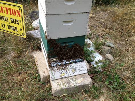 Bearding The Hive On A Hot Day Bee Keeping Bee Hot Days