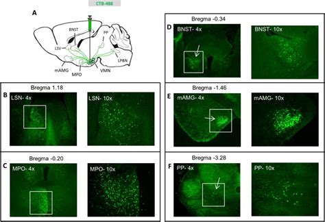 Functional Identification Of A Neurocircuit Regulating Blood Glucose Pmc