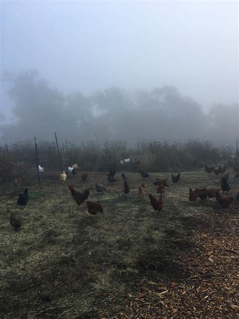 Gallery — Soul Food Farm