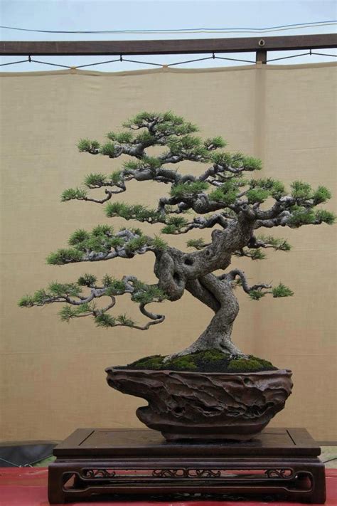 Can You Keep A Bonsai Tree Indoors