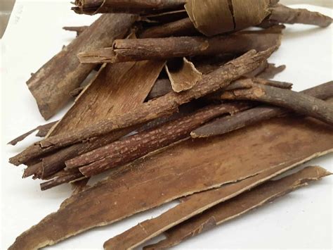 Mauby Colubrina Elliptica Mavi Live Fruit Tree 6in To 20in Etsy