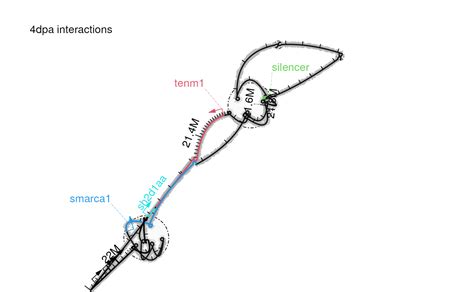 Figure 1 Vignette • Loopbouquetplotdocumentation