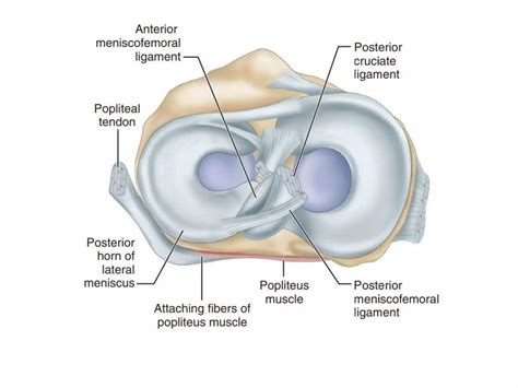 Meniscus Anatomy Function And Injury Pptx