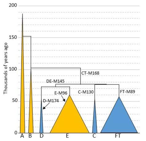 Figure S1 Y Chromosomal Phylogeny As Understood Before The Current