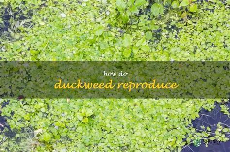Unraveling The Reproductive Secrets Of Duckweed Exploring Natures Tiny Floating Plant Shuncy