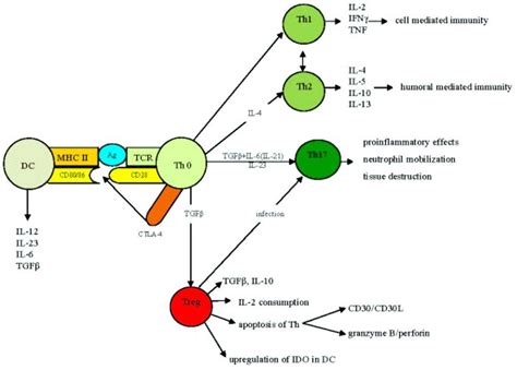 Interactions Between Immune Cells Differentiation Of Effector T Cells Download Scientific
