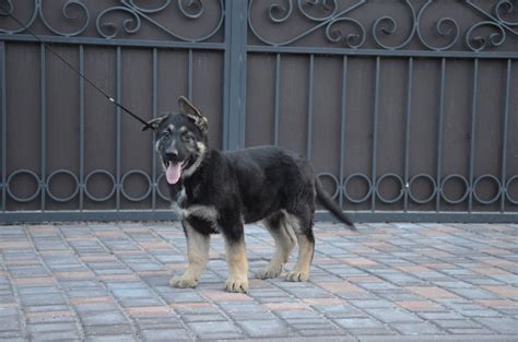 Східноєвропейська вівчарка хлопчики ВЕО 6 000 грн Собаки Біла Церква на Olx