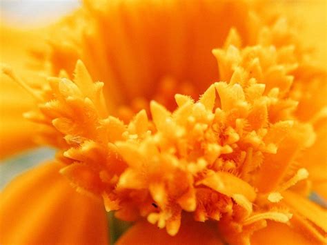 ดอกไม้สีเหลือง รูปภาพดอกไม้สวยๆ