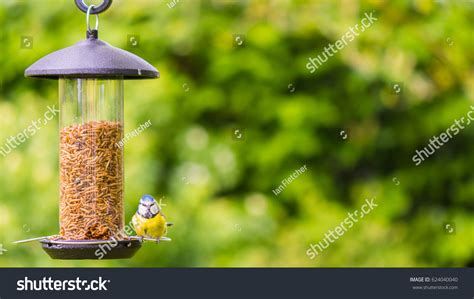 1 Pointy Tits Bilder Stockfotos Und Vektorgrafiken Shutterstock