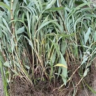 基地大量批发红蓼 海菜花 蔍草 紫芋 水生植物 湿地公园用 阿里巴巴