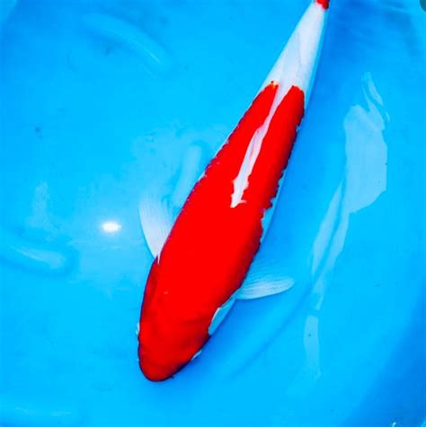 ปลาคาร์ฟ สีสวยมาก Ennxo