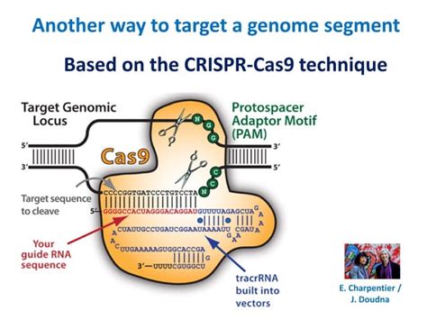 Toward A Better Understanding Of Plant Genome Structure Combining Ngs