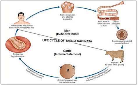 Taenia Saginata Life Cycle Ppt Introduction Of Cestodes Tapeworms