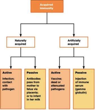 Artificial Passive Immunity Example